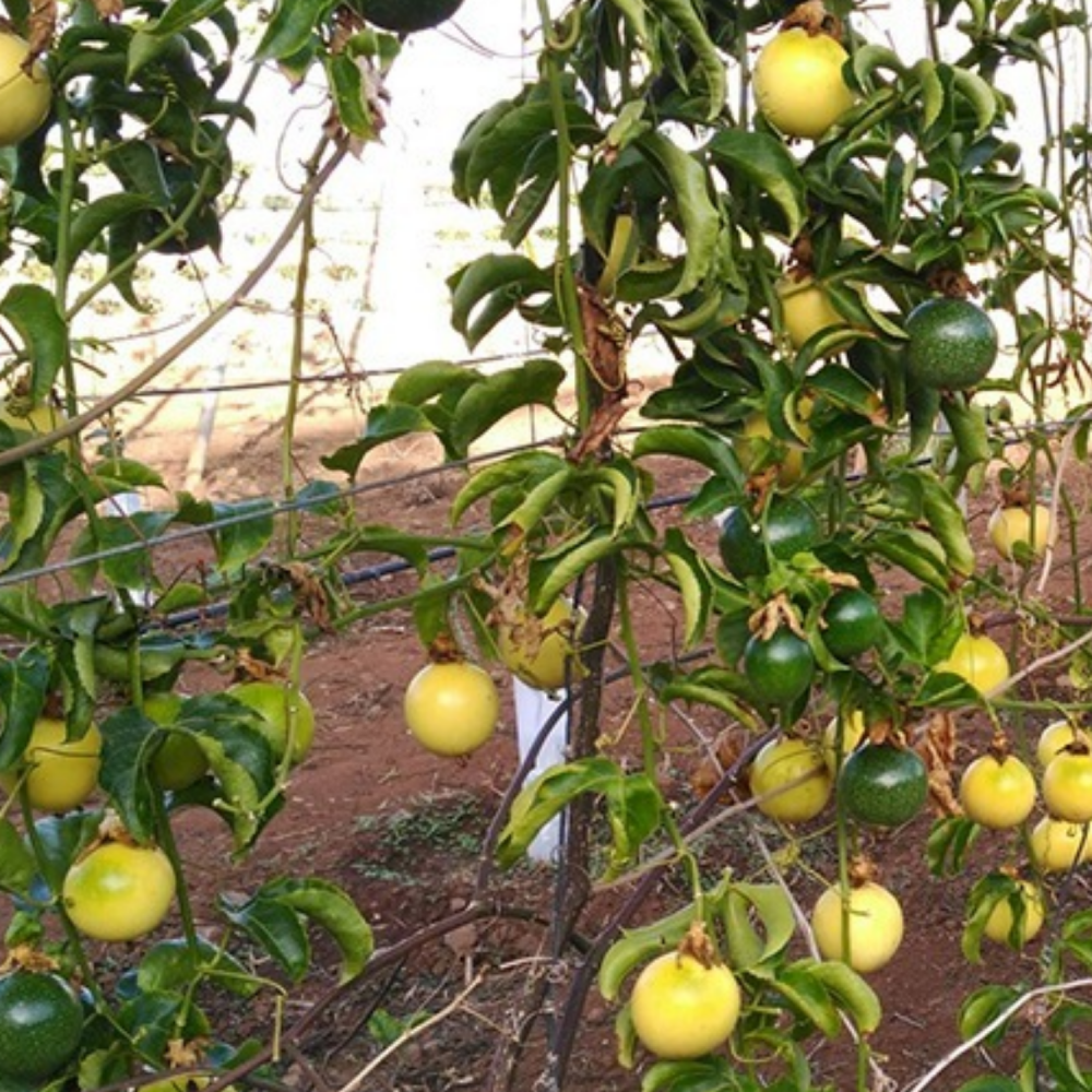 La Parchita - La Fast